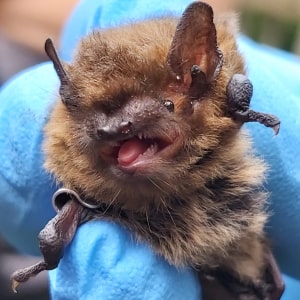 BAT SURVEYS naturebureau.co.uk