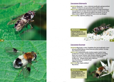 A Guide to Finding Hoverflies in Berks, Bucks and Oxon naturebureau.co.uk