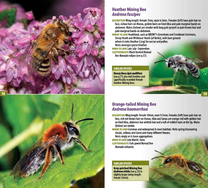 A Guide to Finding Bees in Berks, Bucks and Oxon naturebureau.co.uk