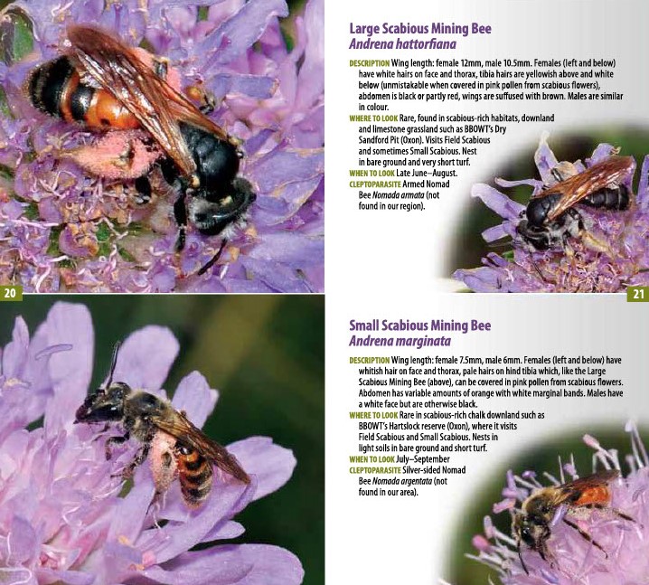 A Guide to Finding Bees in Berks, Bucks and Oxon naturebureau.co.uk