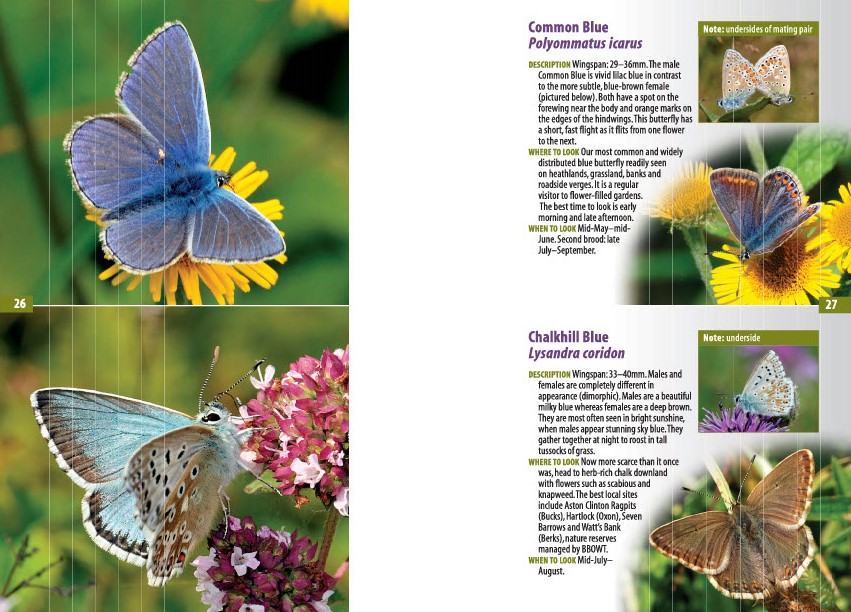 A Guide to Finding Butterflies and Day-flying Moths in Berks, Bucks and ...