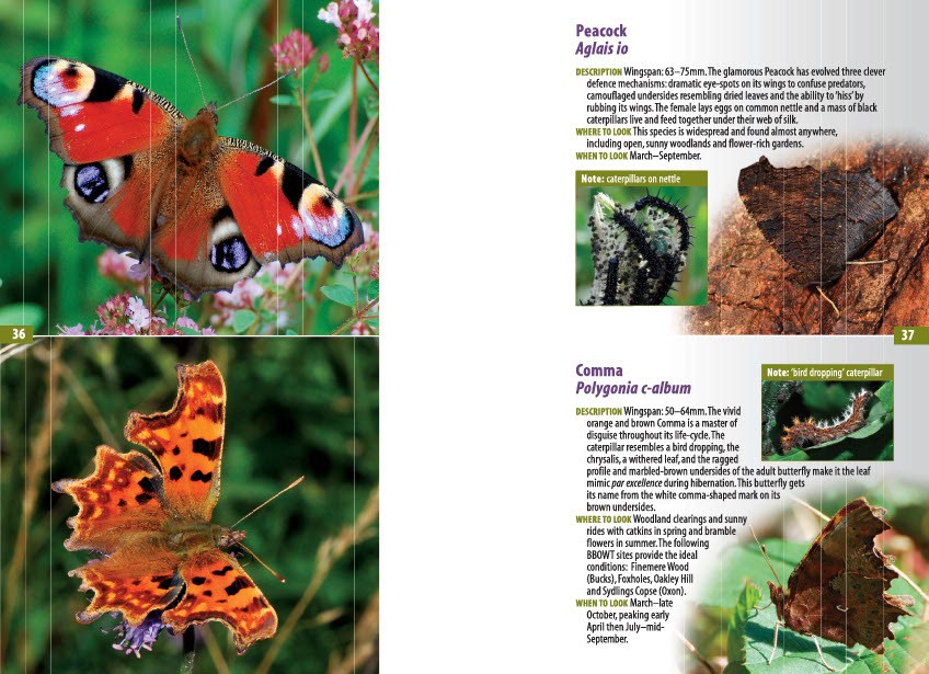 A Guide to Finding Butterflies and Day-flying Moths in Berks, Bucks and ...