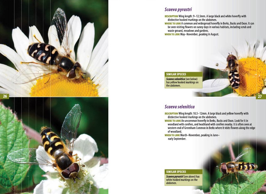 A Guide to Finding Hoverflies in Berks, Bucks and Oxon naturebureau.co.uk