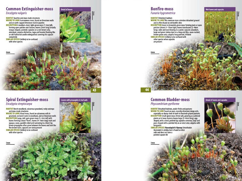 A Guide to Finding MOSSES in Berkshire, Buckinghamshire and Oxfordshire ...