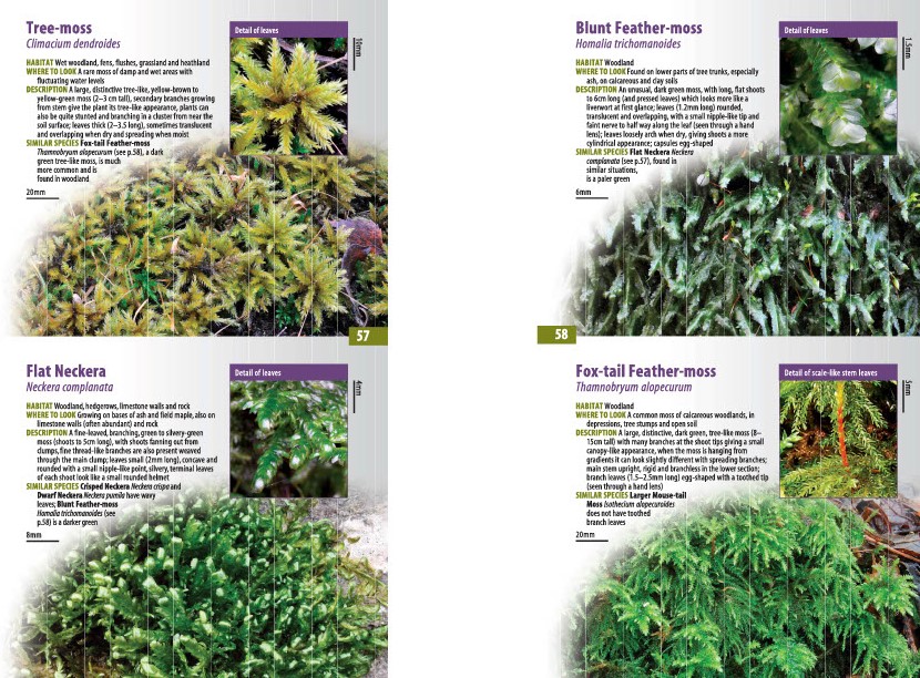 A Guide to Finding MOSSES in Berkshire, Buckinghamshire and Oxfordshire ...