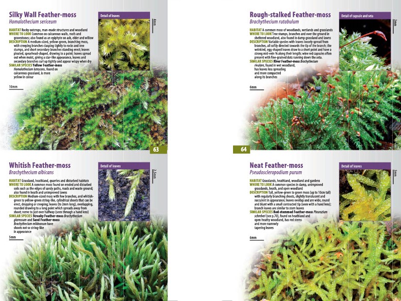 A Guide to Finding MOSSES in Berkshire, Buckinghamshire and Oxfordshire ...