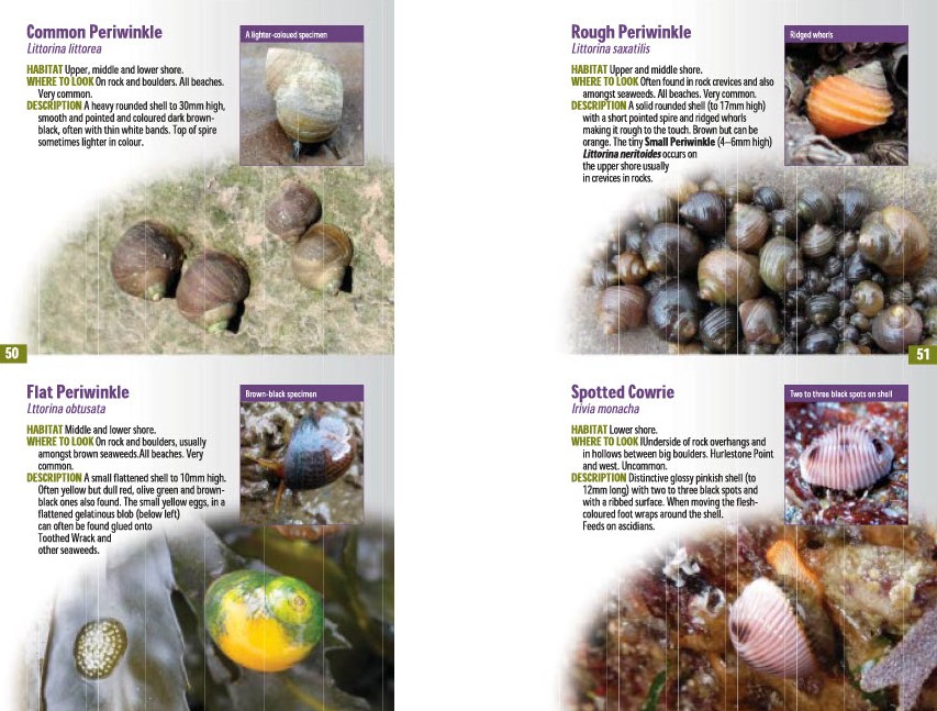 A Guide to Finding Seashore and Rockpool Life in Somerset naturebureau ...