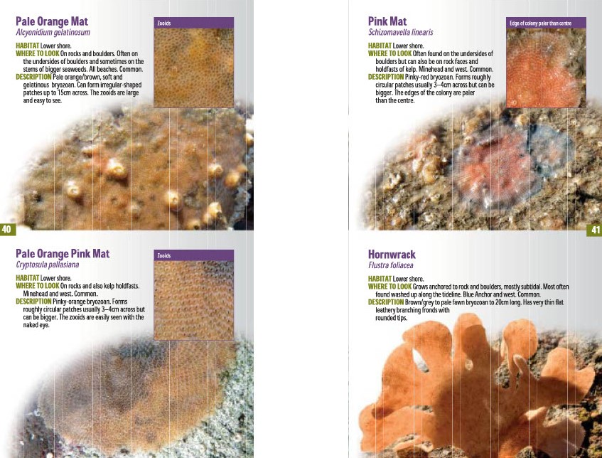A Guide to Finding Seashore and Rockpool Life in Somerset naturebureau ...