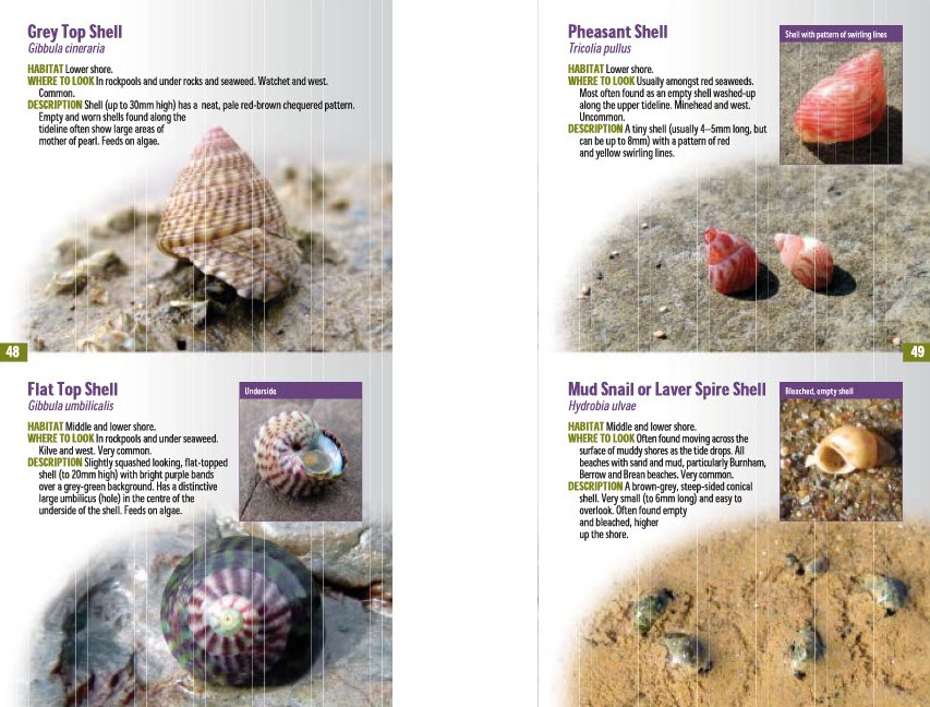A Guide to Finding Seashore and Rockpool Life in Somerset naturebureau ...