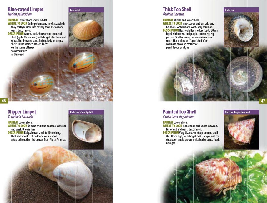 A Guide to Finding Seashore and Rockpool Life in Somerset naturebureau ...