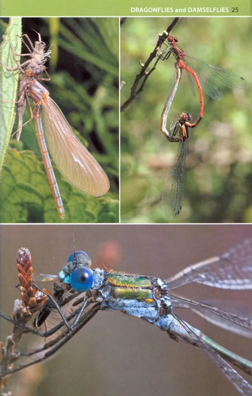 A Photographic Guide to Insects of the New Forest naturebureau.co.uk