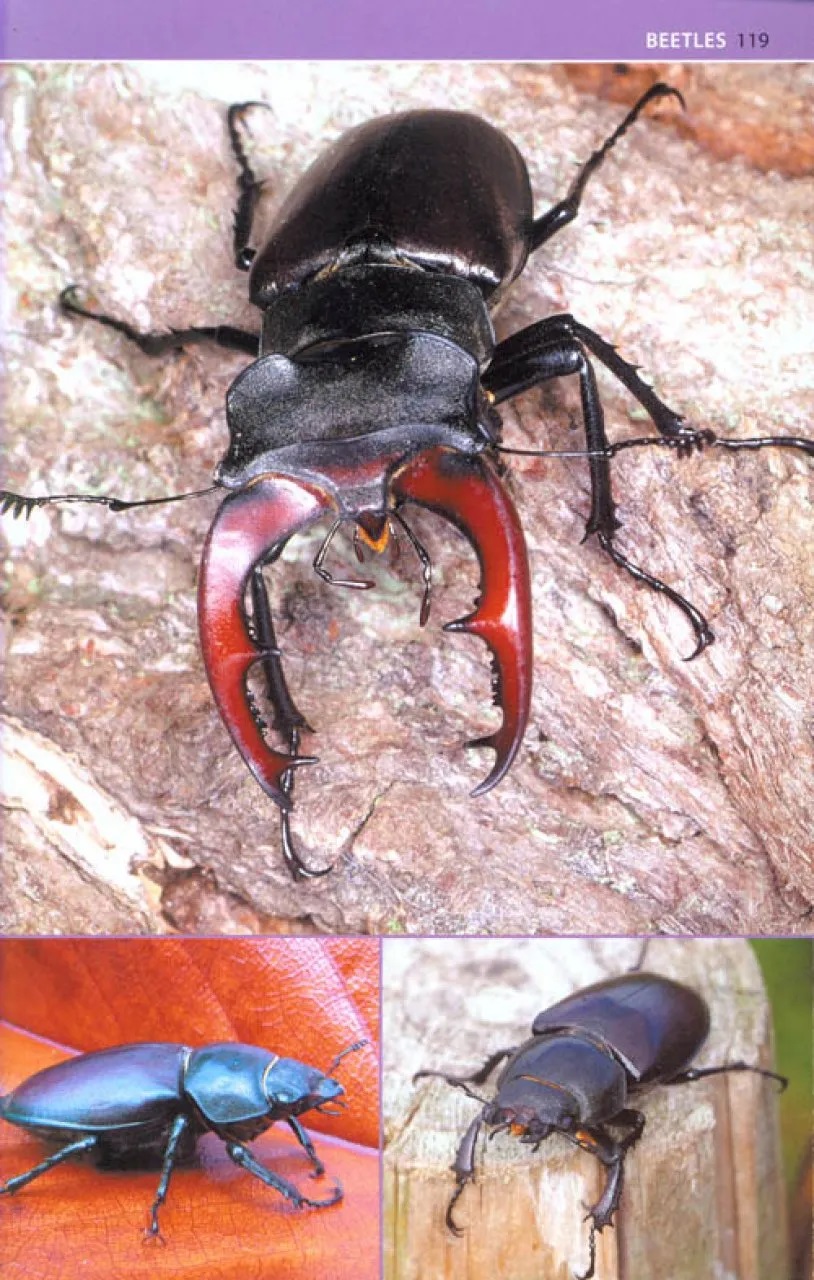 A Photographic Guide to Insects of the New Forest naturebureau.co.uk