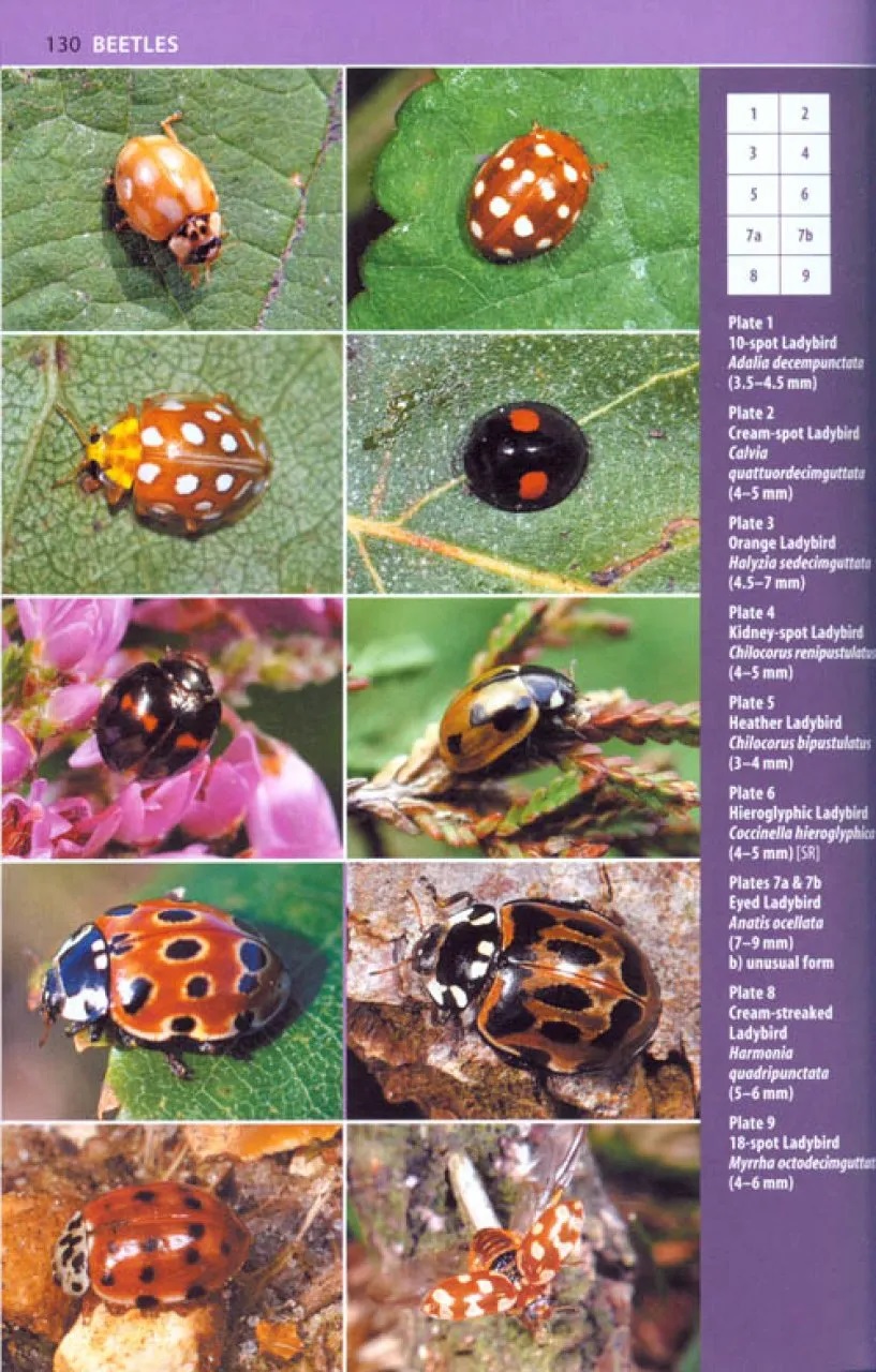 A Photographic Guide to Insects of the New Forest naturebureau.co.uk