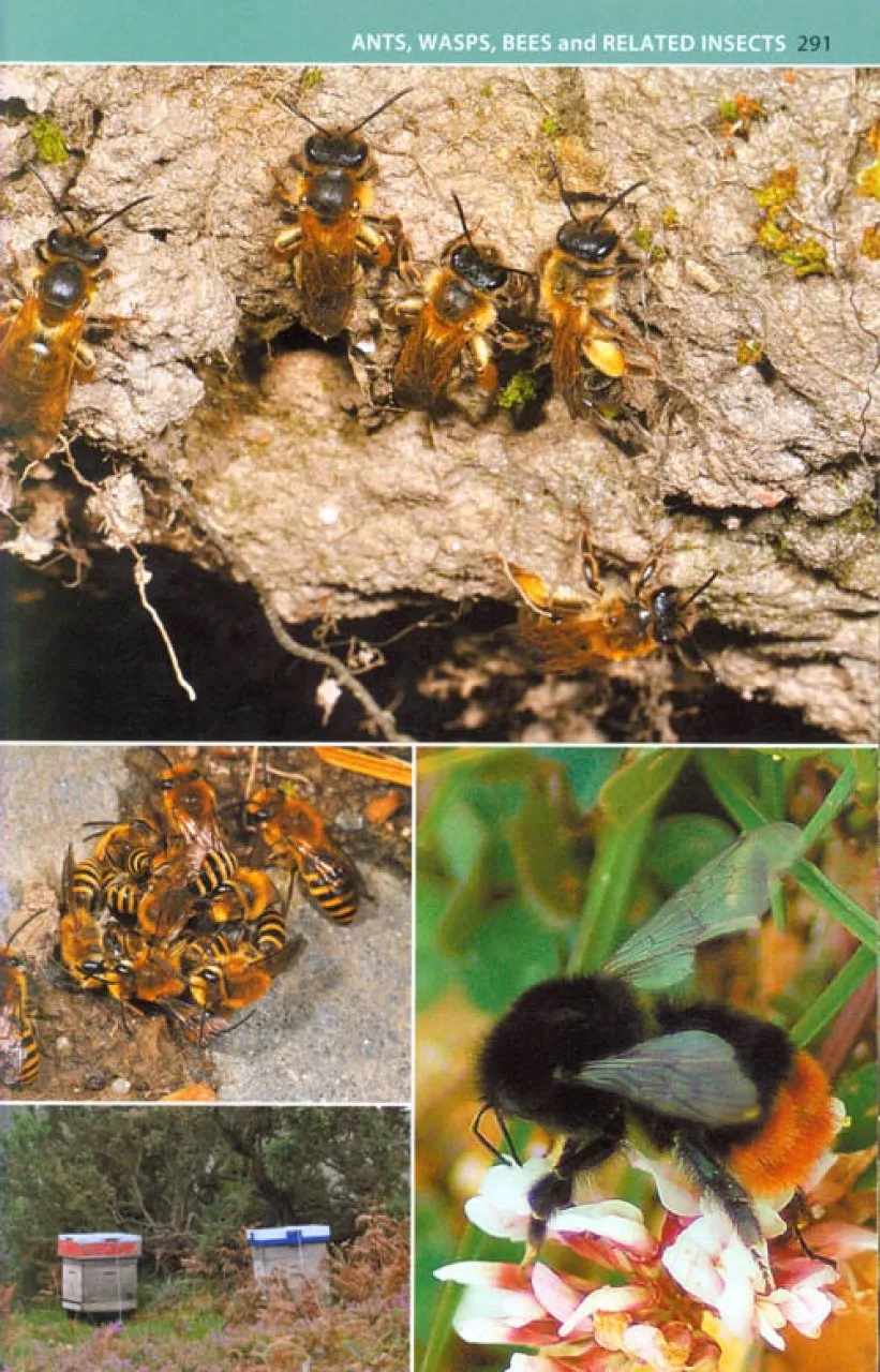 A Photographic Guide to Insects of the New Forest naturebureau.co.uk